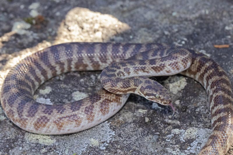 Stimsonpython stockbild. Bild von stimson, felsen, zunge - 225723989