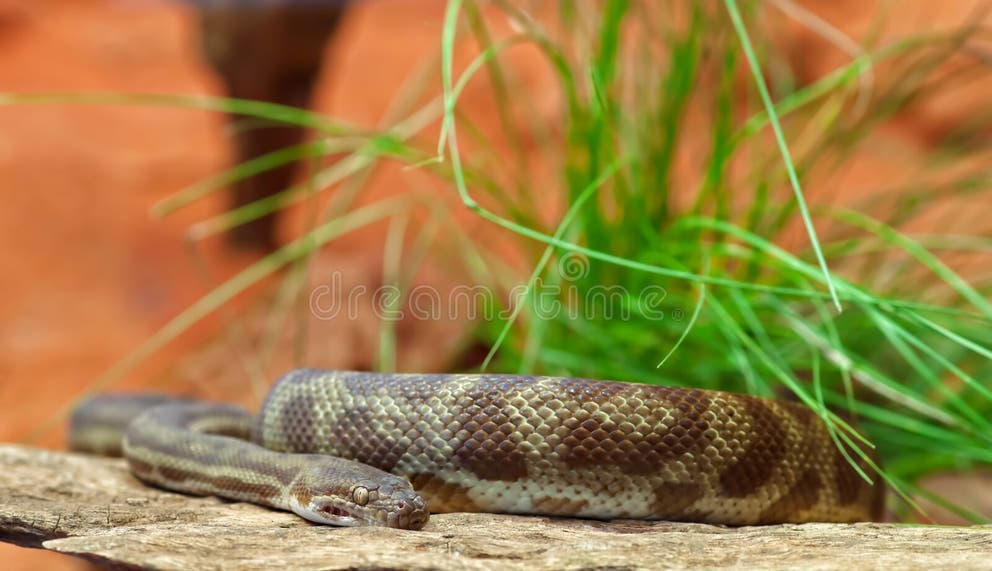 Stimsons python snake stock image. Image of snake, python - 24762665