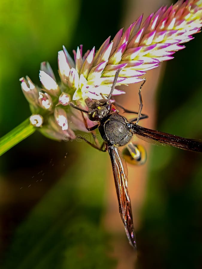 Sting bee stock photo. Image of stingbee, insect, animal - 153200066