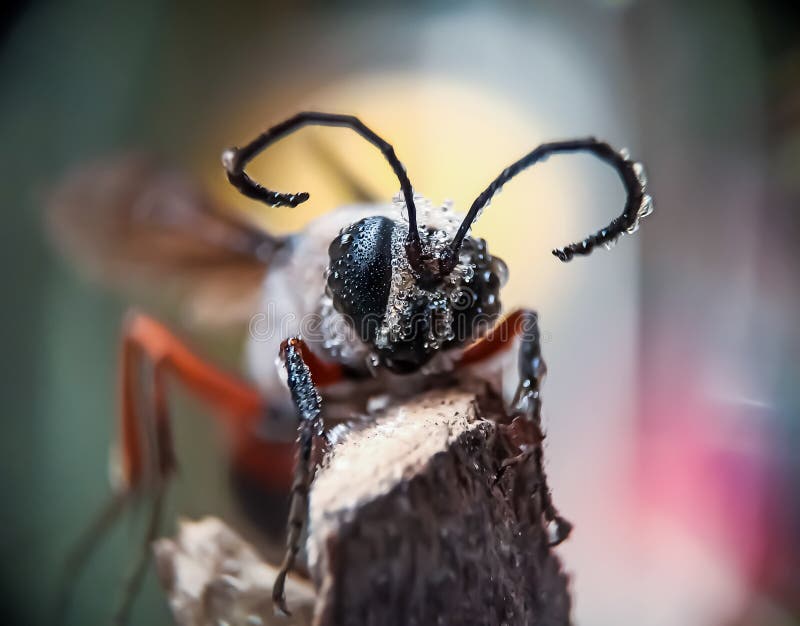Sting bee stock image. Image of sting, animal, macro - 153202241