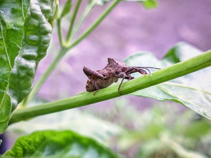 A Sting Beetle Sleeping on a Chili Tree. Stock Image - Image of ...