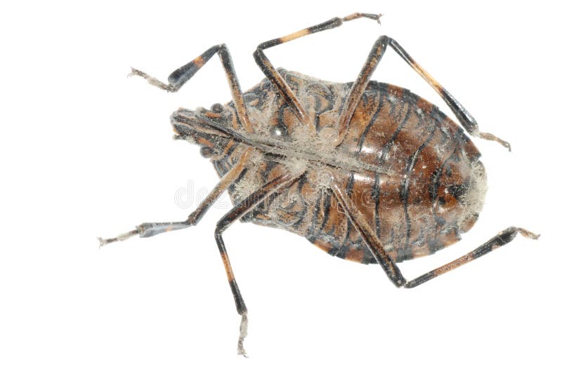 Scorpion with Tail Curved Up Ready To Sting Stock Image - Image of ...