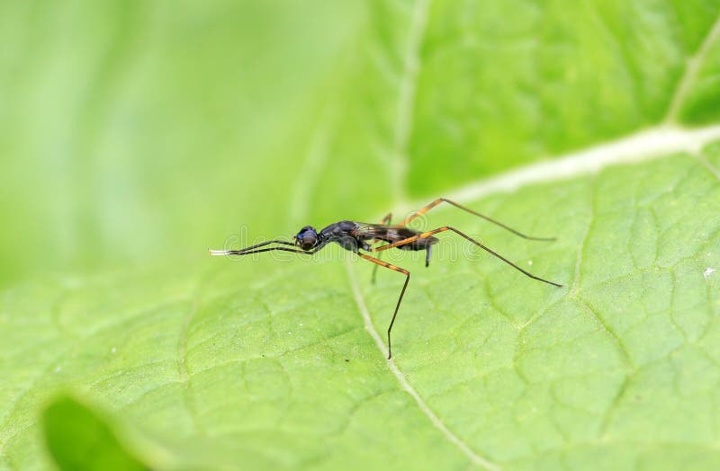 Sting fly stock photo. Image of green, legs, macro, nature - 61383078