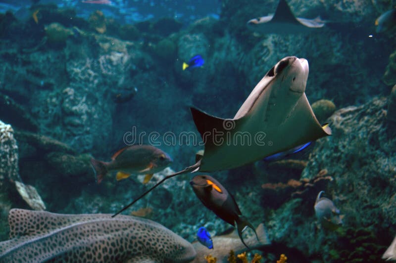 Motoro sting ray stock image. Image of nature, wildlife - 8559091