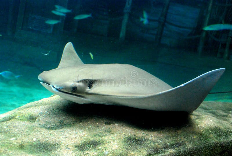 Sting Ray stock photo. Image of climate, cool, grey, exotic - 14895368