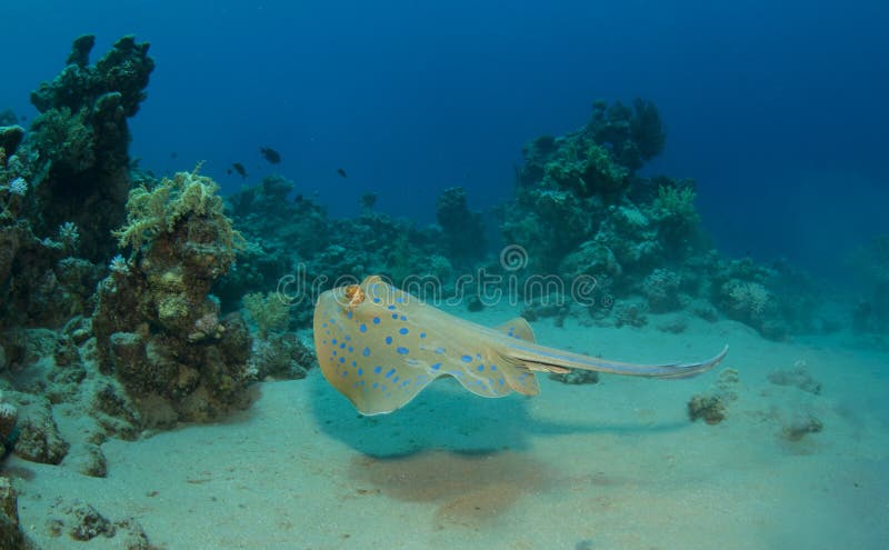 Sting ray stock photo. Image of feed, ocean, exotic, atlantic - 16274976
