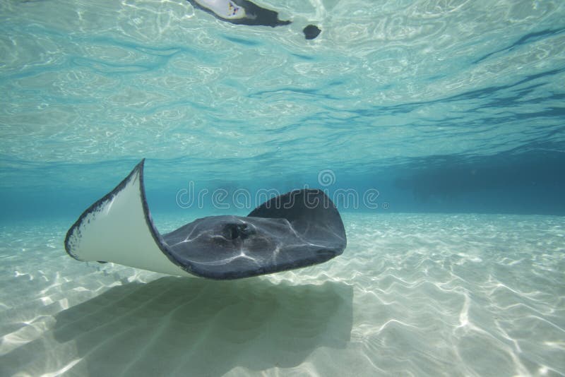 Sting Ray stock image. Image of water, city, stingray - 21717273