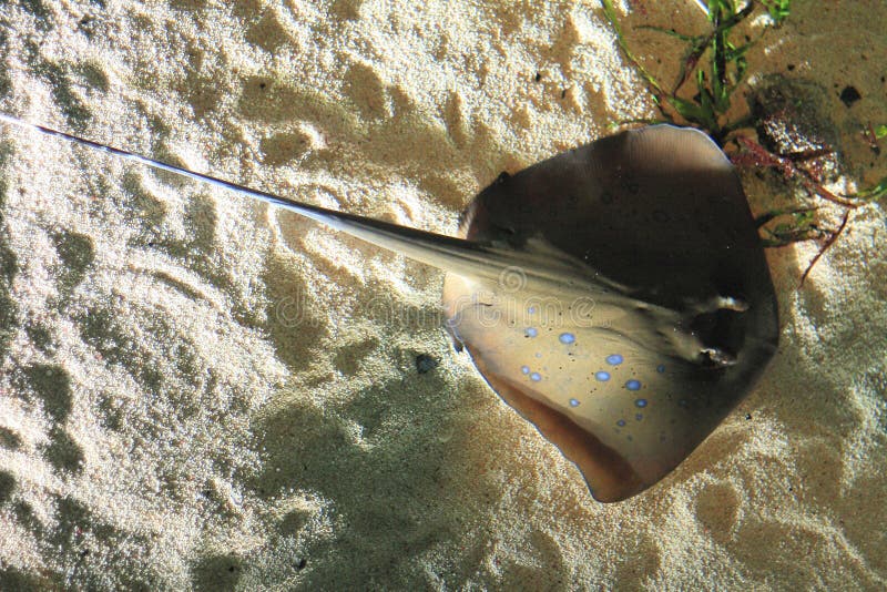 Sting ray stock photo. Image of swim, saltwater, dive - 26006472