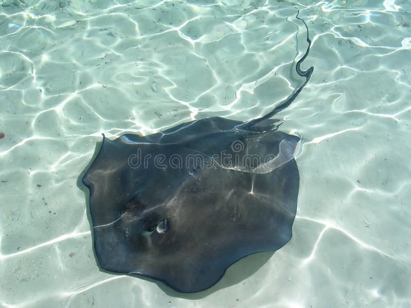 Sting Ray Bahamas stock photo. Image of stingrays, fast - 1605050