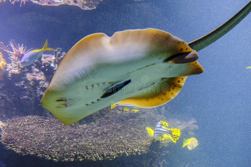 A Sting Ray in a Big Fish Tank Stock Photo - Image of shark, exotic ...