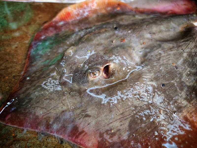 Sting Ray Eyes Close Up View HD Stock Image - Image of queensland ...