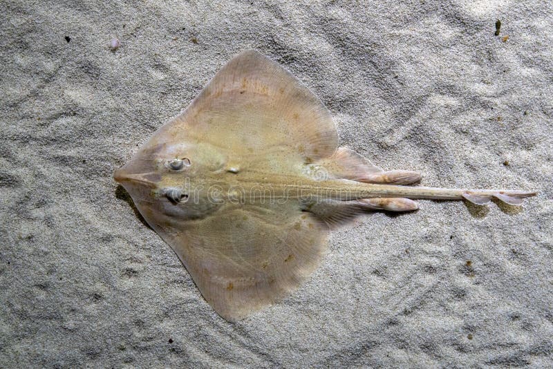 Sting Ray Fish on Sea Surface Stock Photo - Image of creature, exotic ...
