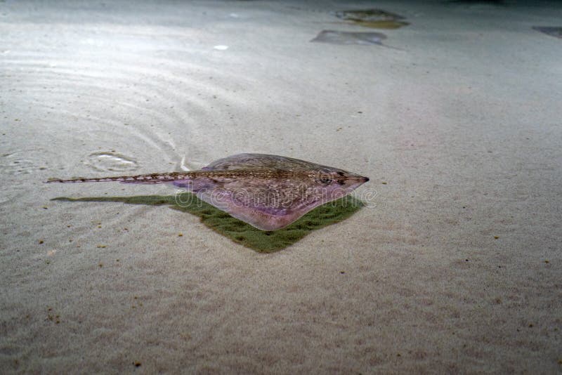 Sting Ray Fish on Sea Surface Stock Photo - Image of reef, white: 217991890
