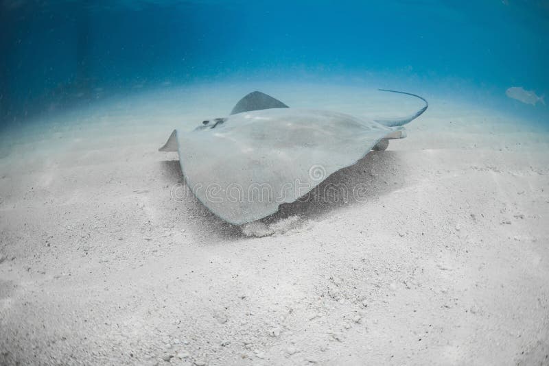 Sting Ray Fish Swims in Blue Sea. Stingray Underwater on Sea Bottom ...