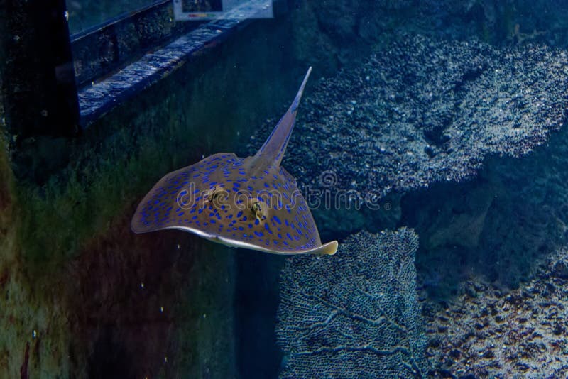 A Sting Ray in the Fish Tank Stock Image - Image of deep, dive: 263098991