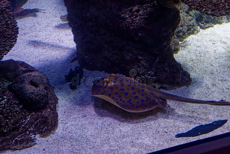 A Sting Ray in the Fish Tank Stock Photo - Image of aquatic, deep ...