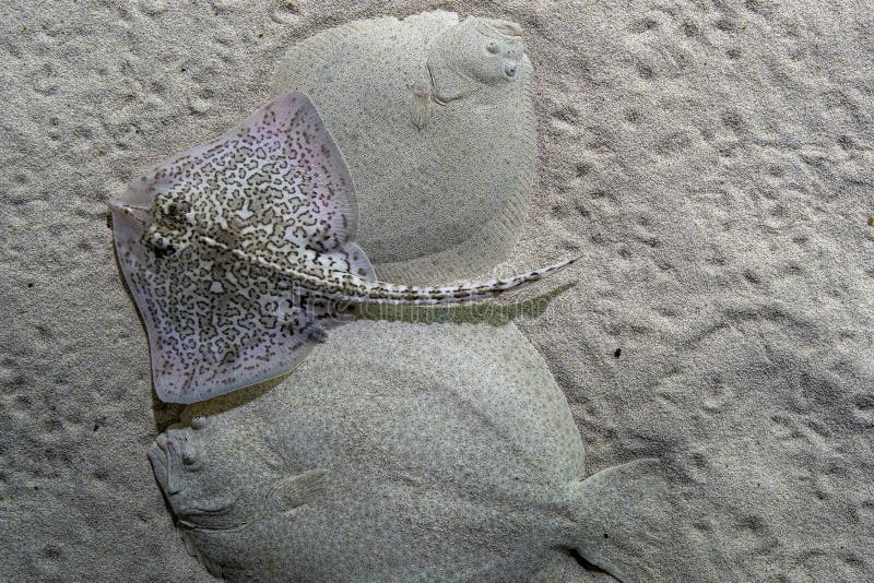 Sting Ray Fish and Turbot Flat Fish Underwater Stock Photo - Image of ...