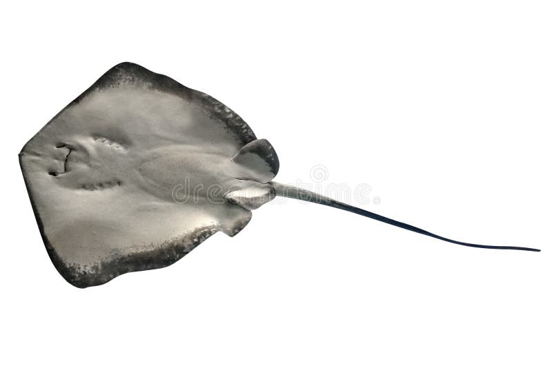 Sting Ray isolated stock image. Image of fishe, life - 111554917