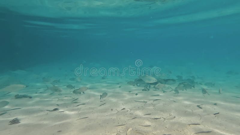Sting Ray and School of Fish in Blue Ocean Surface Water Underwater ...