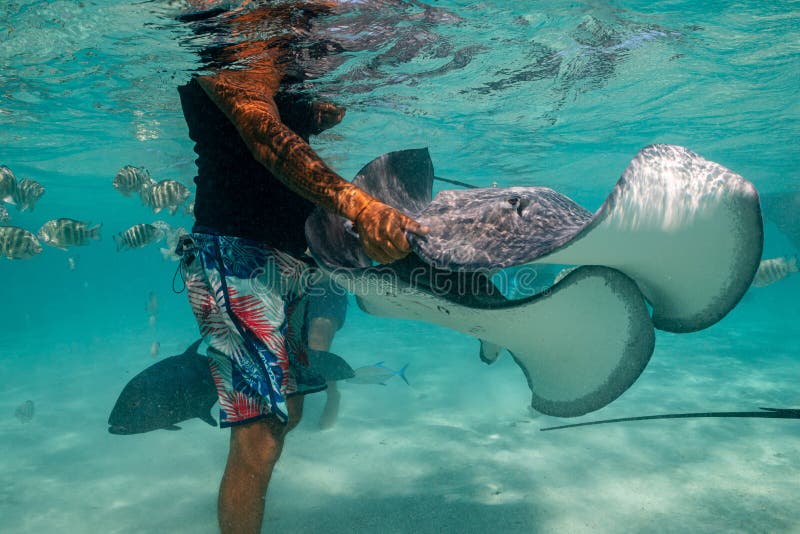 Sting Ray in the Shallow Water Stock Photo - Image of adventure, french ...