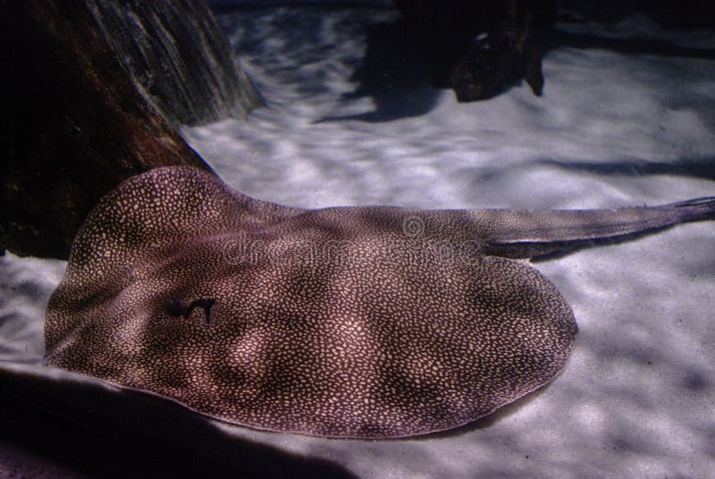 Sting Ray stock image. Image of animal, creature, sting - 40790039