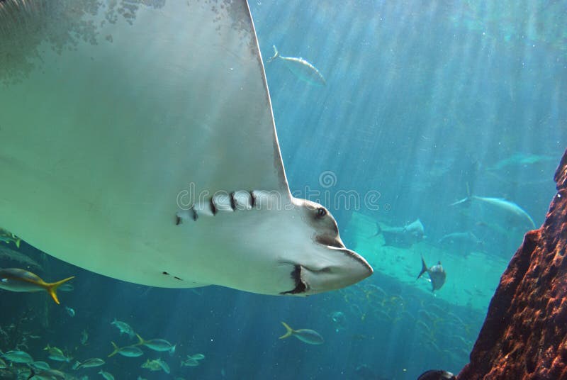 Sting Ray Smiling Underwater Stock Photos - Free & Royalty-Free Stock ...