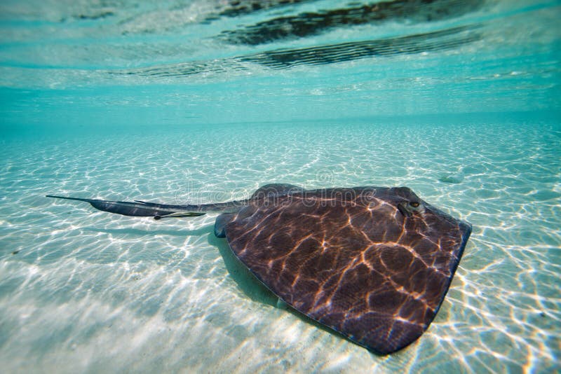 Giant Freshwater Stingray stock image. Image of fish - 32220013