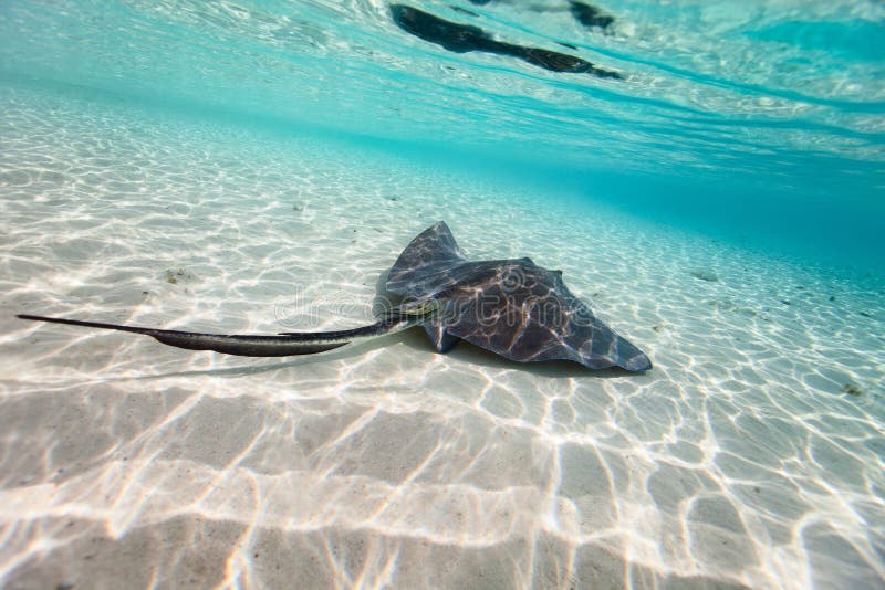 Sting ray stock image. Image of tropical, underwater - 37889717