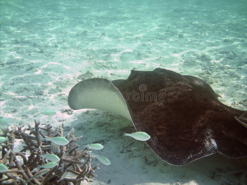 Sting Rays stock image. Image of maldives, mating, aggressive - 14200919
