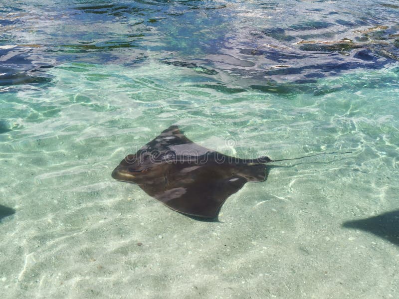 Sting Rays @ Irukandji Shark & Ray Encounters, Anna Bay, Australia ...