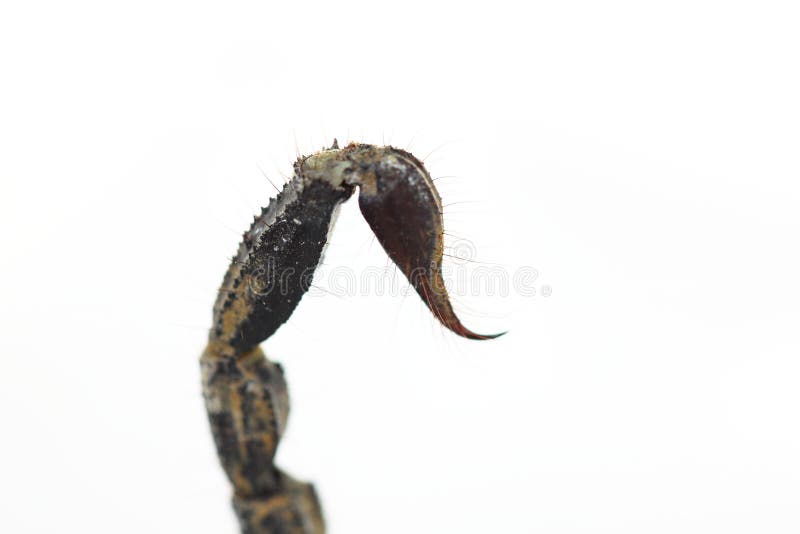 The sting stock photo. Image of dangerous, abstract, scorpion - 44929376