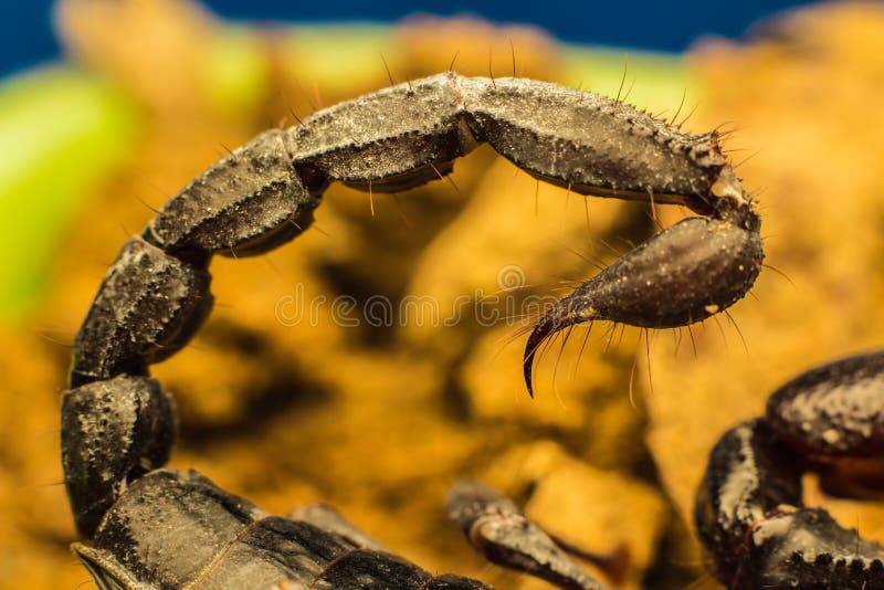 Tail scorpion venom stock photo. Image of creature, arachnid - 73339702