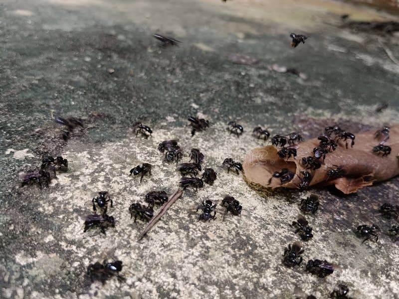 Stinging Bee Swarming Near Nests Built on Concrete Floor Stock Image ...