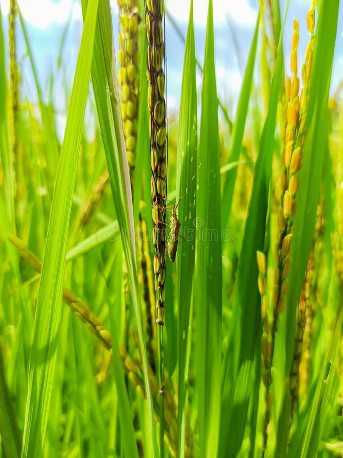 Stinging Grasshoppers in Rice Fields Stock Photo - Image of background ...