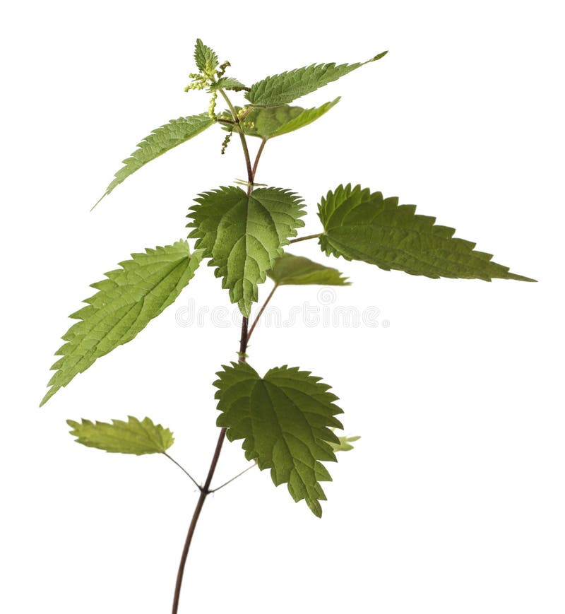 Stinging Nettle stock image. Image of perennial, cutout - 15066225