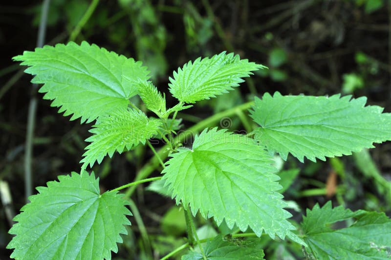 Urtica Dioica, Often Called Common Nettle or Stinging Nettle Stock ...