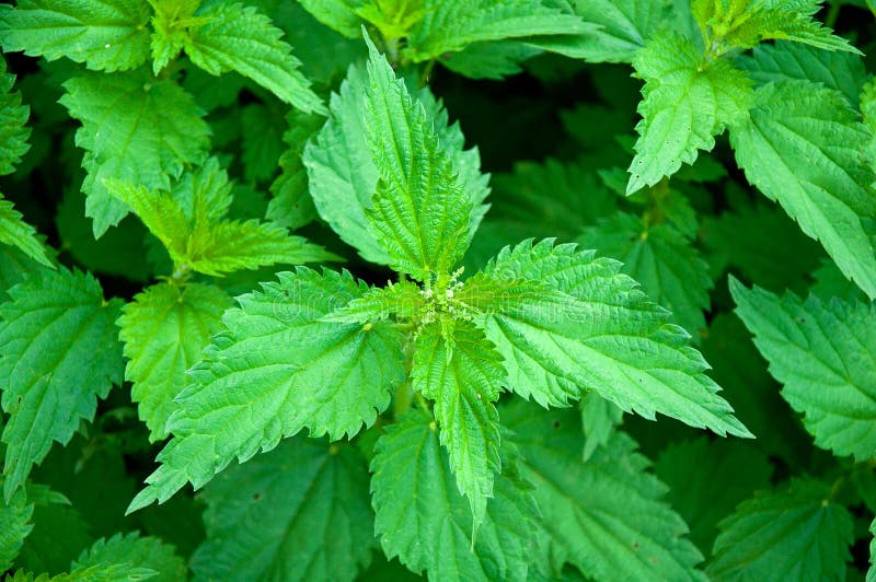 Mint plant stock image. Image of flower, growth, environmental - 145159