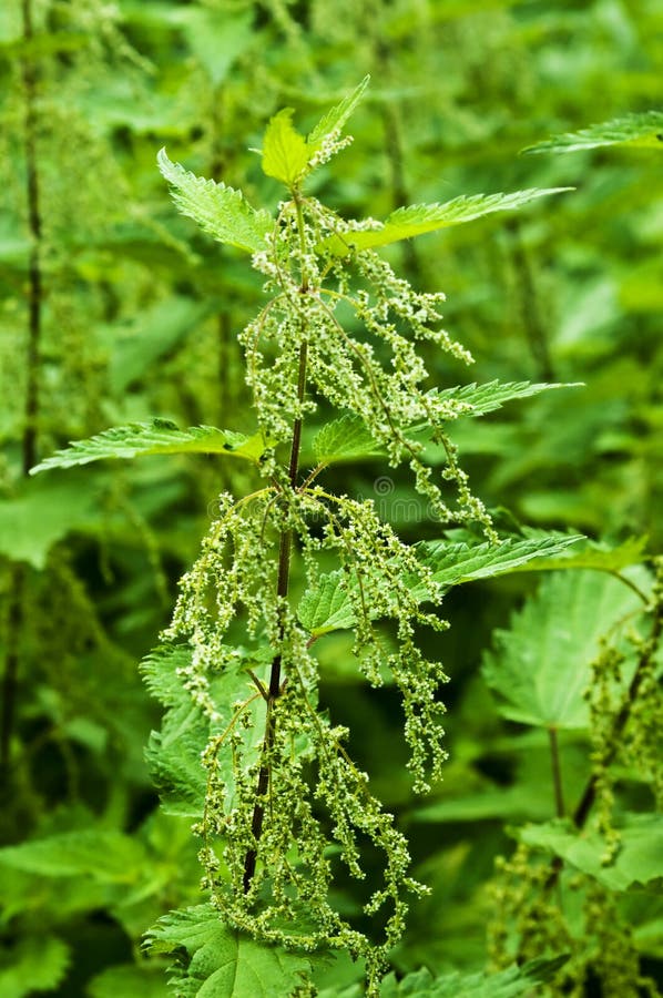 Nettle stock photo. Image of nettle, vegetable, pain - 10022500