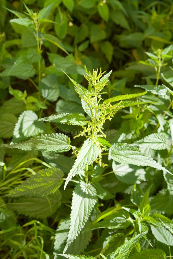 Nettle stock photo. Image of nettle, vegetable, pain - 10022500