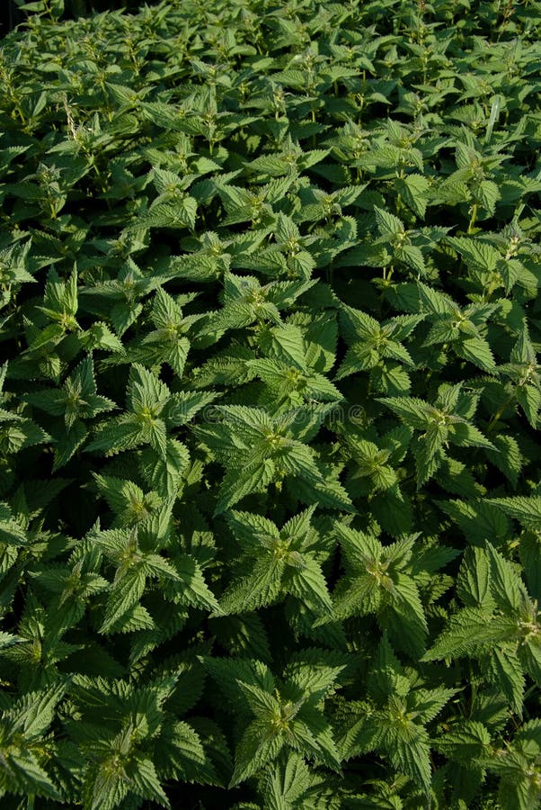 Stinging nettle stock image. Image of poisonous, nettle - 7091519