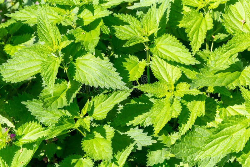 Stinging nettle grass stock photo. Image of field, flora - 185954026