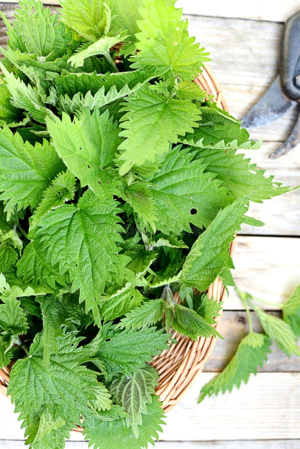 Stinging Nettle in the Basket with Pruner Stock Image - Image of urtica ...