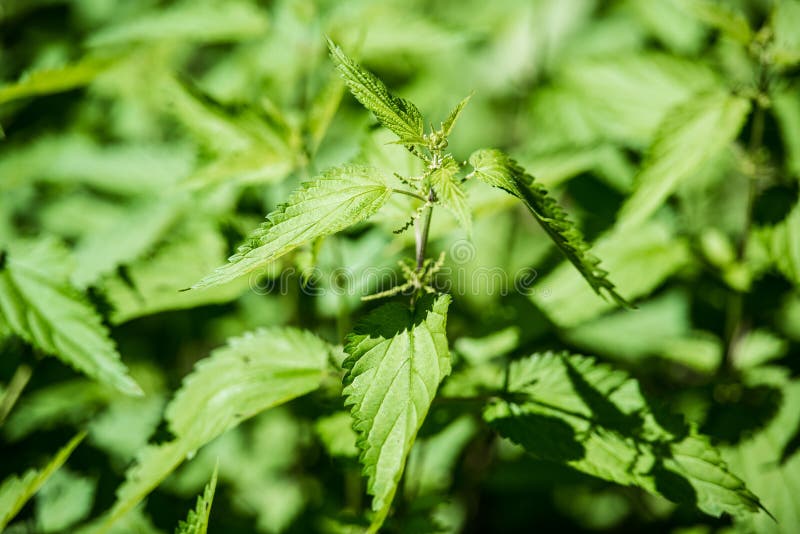 Stinging nettle stock photo. Image of bunch, nature, herb - 31728348