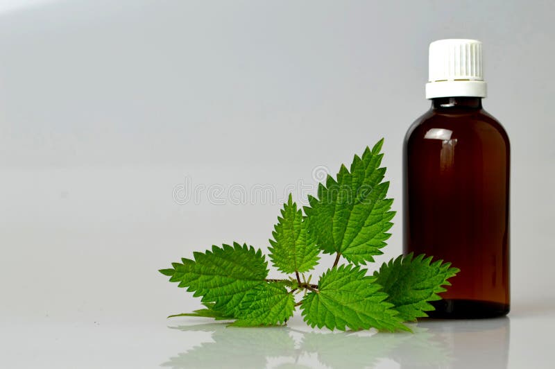 Stinging Nettle Essential Oil Stock Photo - Image of organic ...