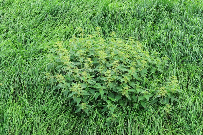 Stinging Nettle Field Stock Images - Download 633 Royalty Free Photos