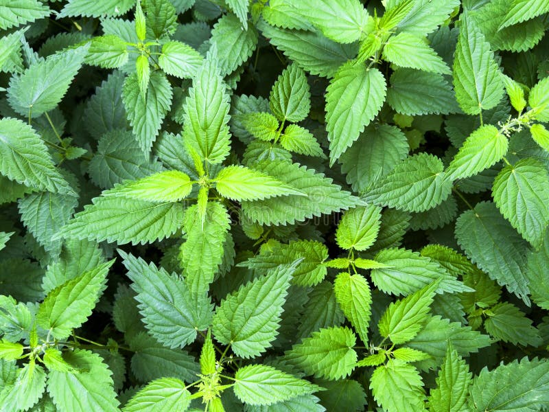 Stinging Nettle is a Genus of Plants. Fresh Leaves of Nettle Plant ...
