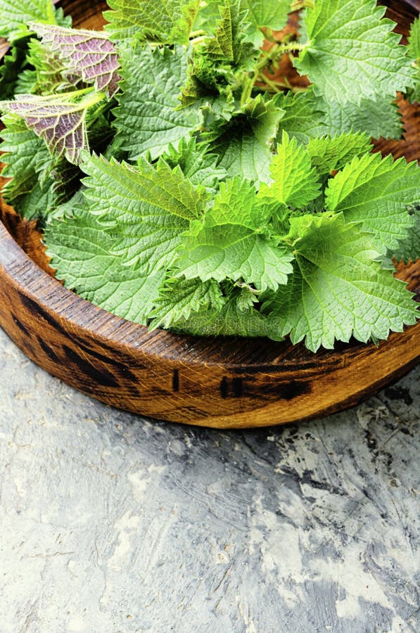 Stinging nettle leaves stock photo. Image of bunch, needle - 179945522