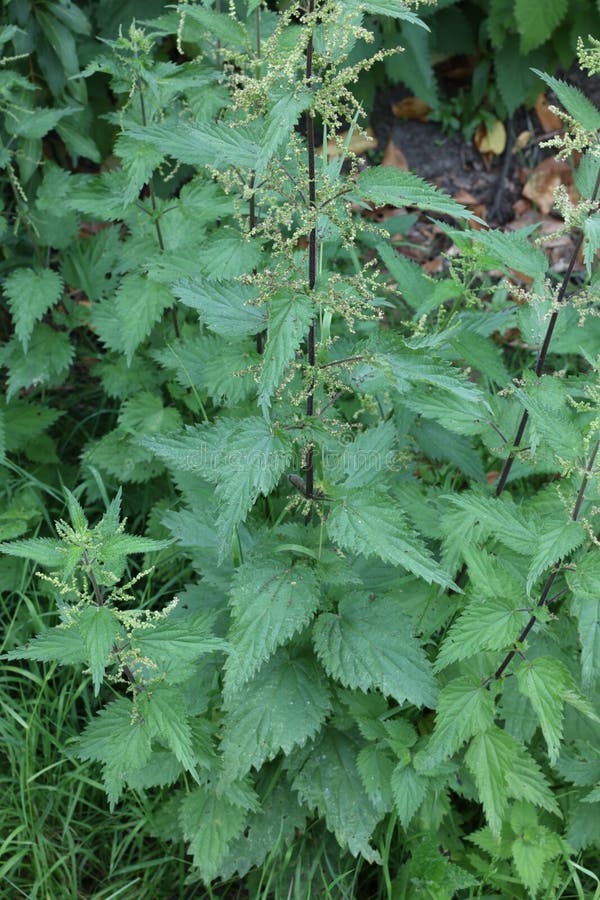 Stinging Nettle Plant with Green Leaves Growing Outdoors Stock Photo ...