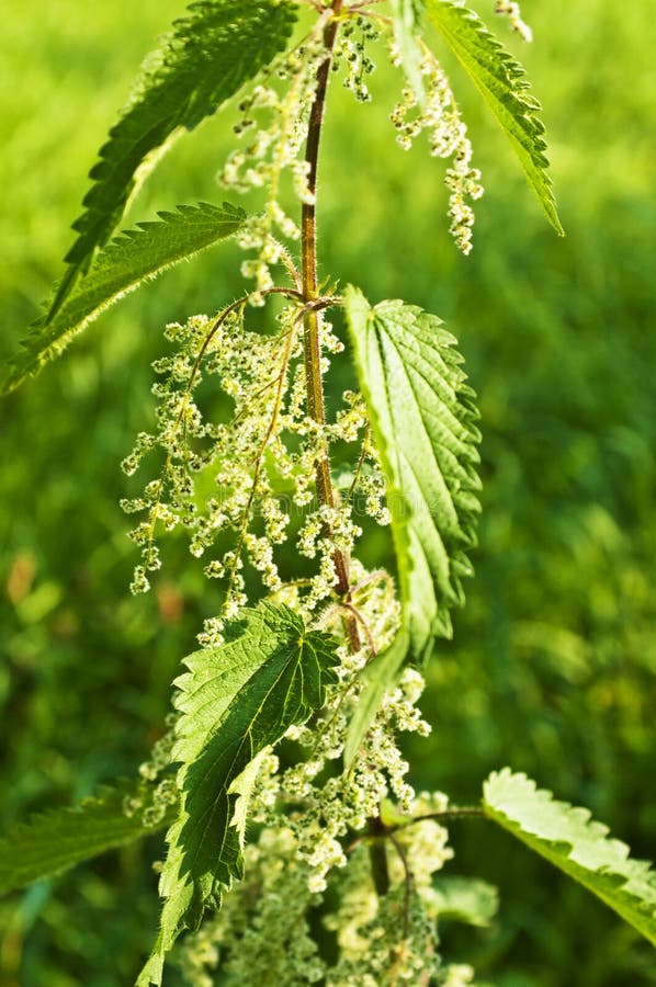 Stinging-nettle with seeds stock image. Image of field - 26889589