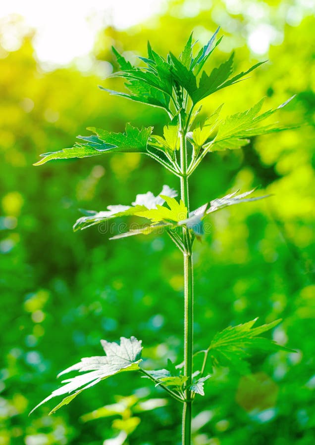 Stinging nettle stock photo. Image of single, freshness - 41170750
